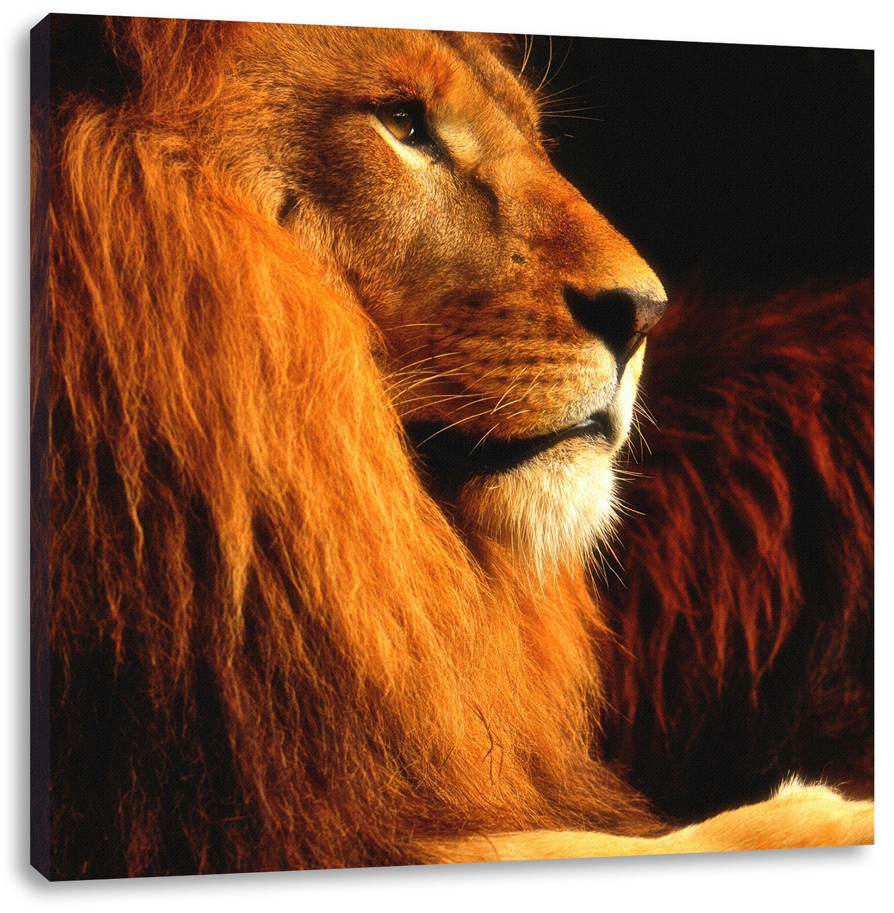 Pixxprint Leinwandbild Majestätischer Stolzer Löwe Wanddekoration 1