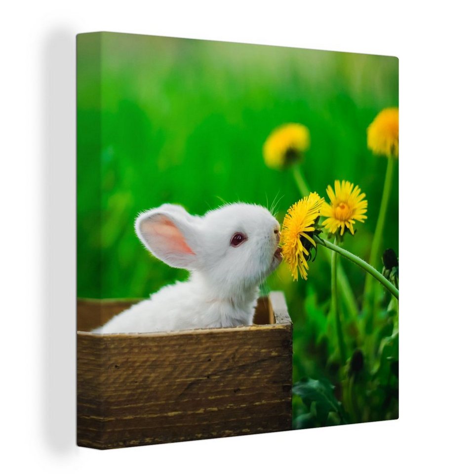 Onemillioncanvasses® Leinwandbild Kaninchen Löwenzahn Gras 1 St