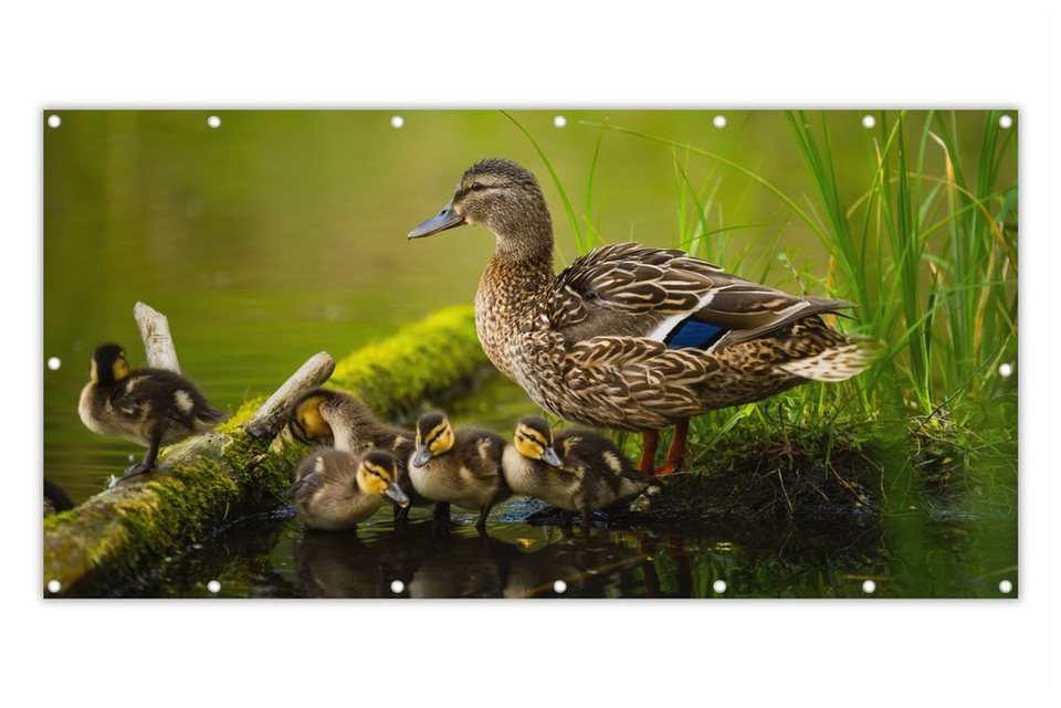 Muchowow Balkonsichtschutz Ente Vögel Wasser Zweig Moos 1 St