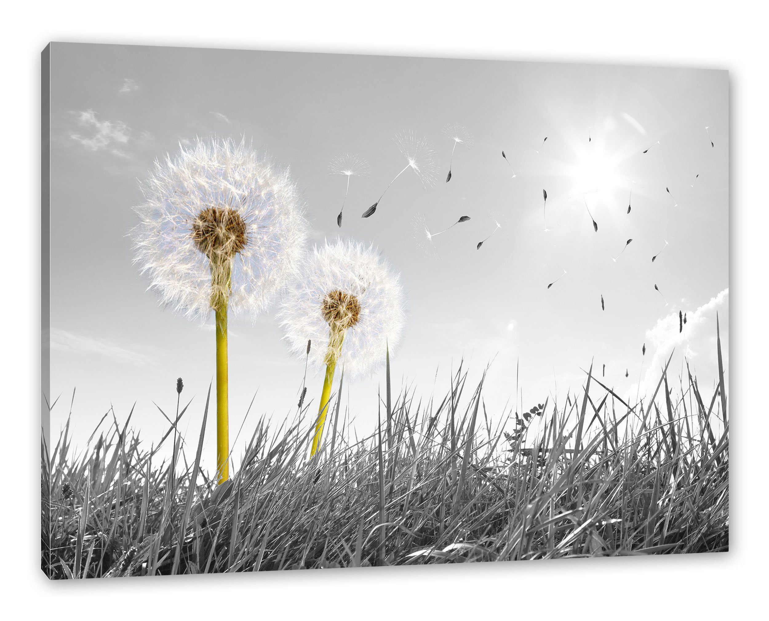 Pusteblume Leinwandbilder online kaufen | OTTO