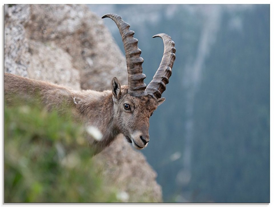 Artland Glasbild Steinbock Wildtiere 1 St In Verschiedenen Größen