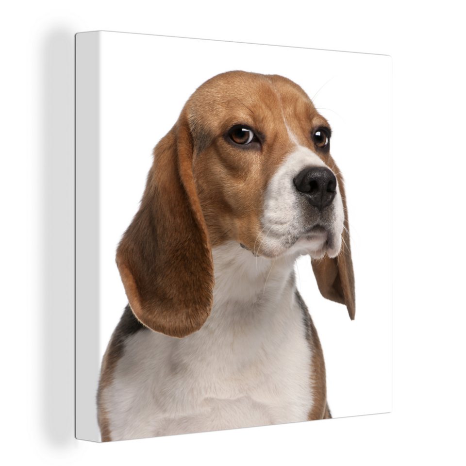 Onemillioncanvasses® Leinwandbild Porträt Eines Beagles Auf Weißem