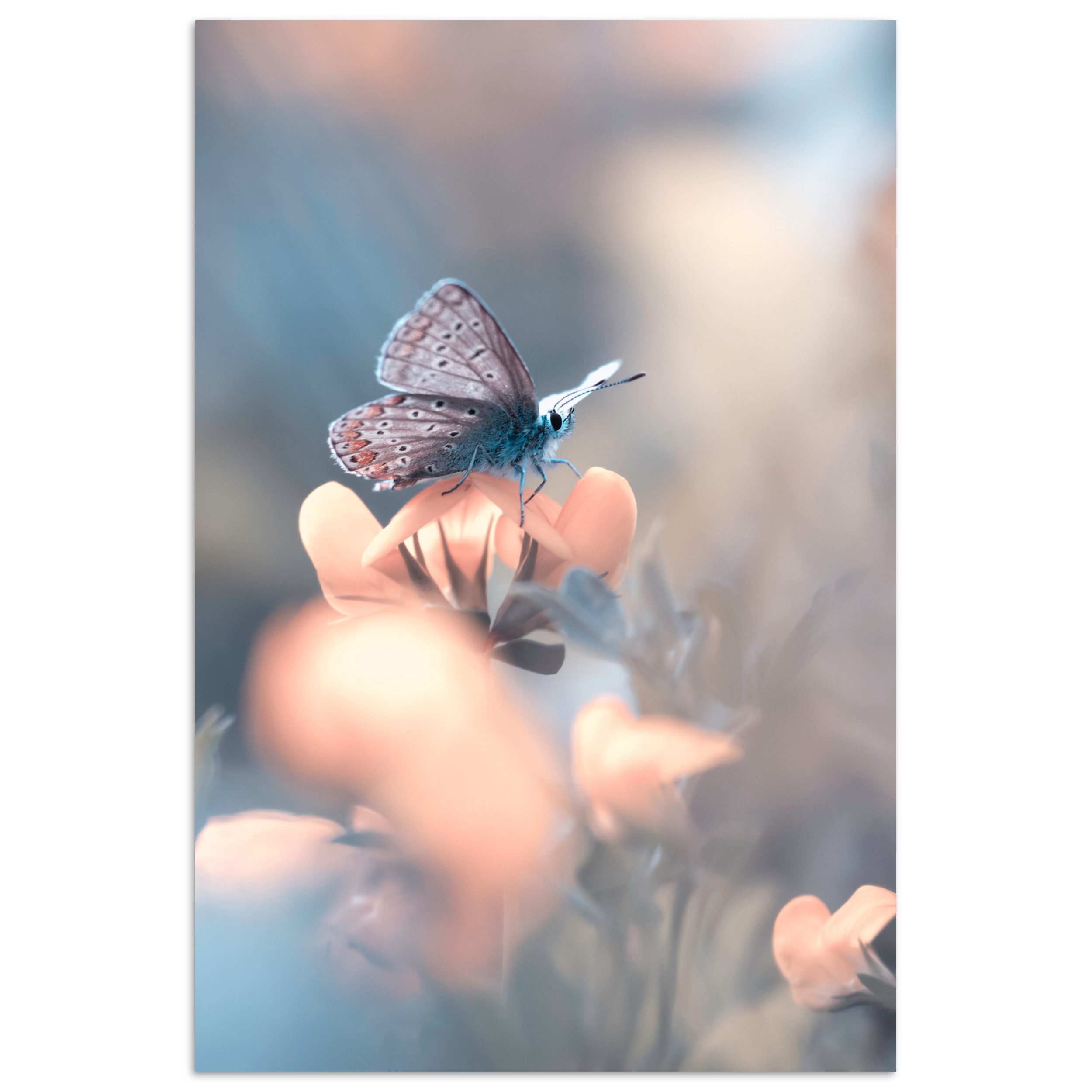 Muchowow Poster Blumen Schmetterling Natur Botanisch 1 St