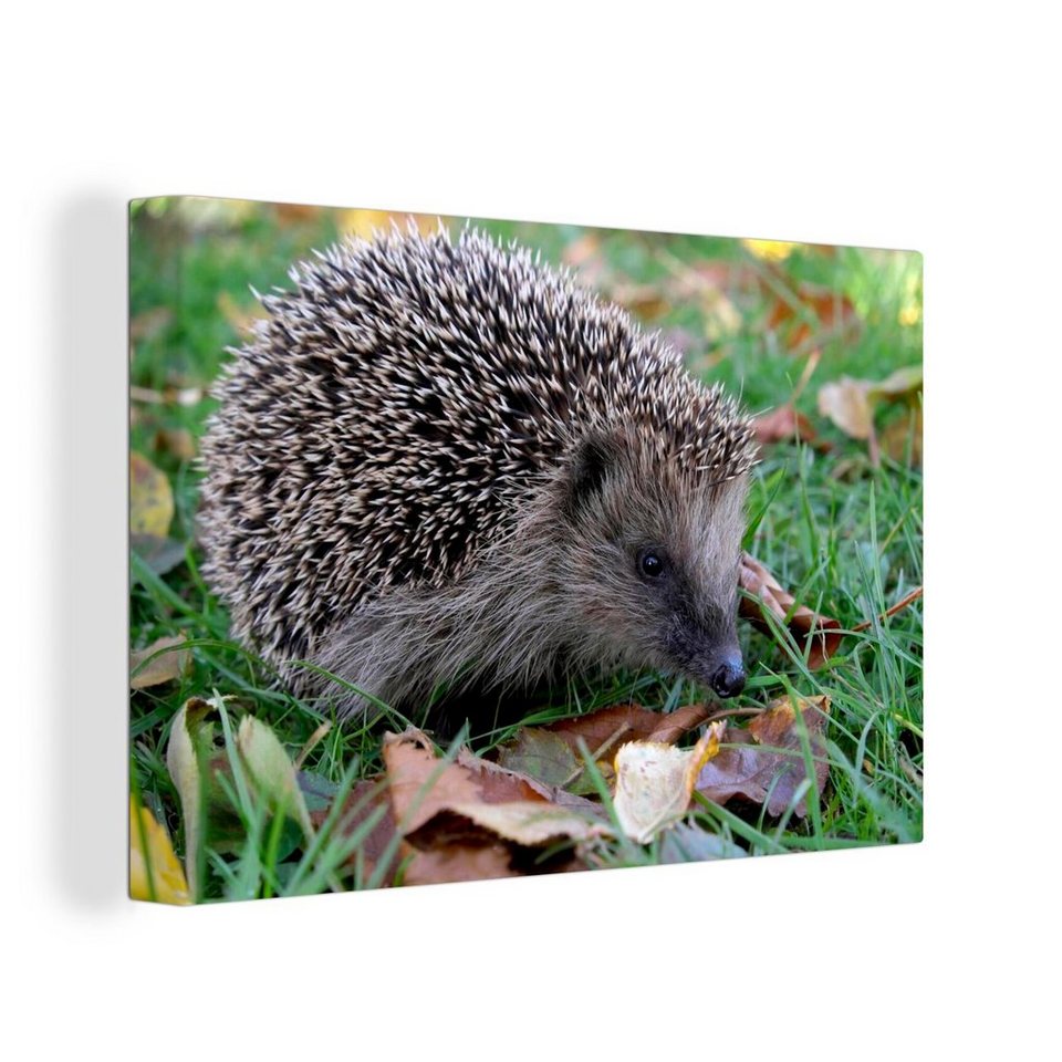Onemillioncanvasses® Leinwandbild Igel Im Gras 1 St Wandbild