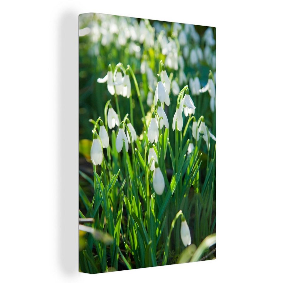Onemillioncanvasses® Leinwandbild Feld Mit Schneeglöckchen 1 St