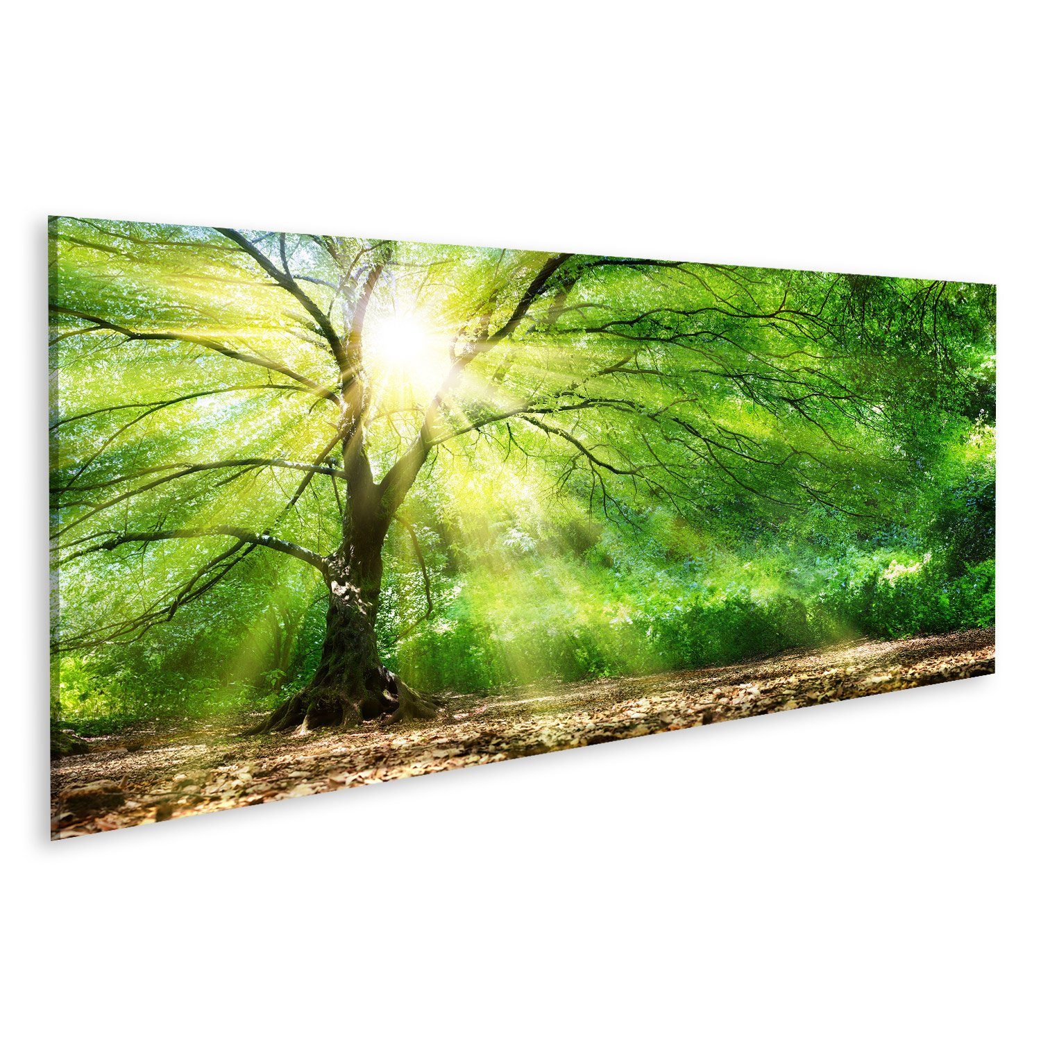 islandburner Leinwandbild Bild auf Leinwand Baum Sonnenschein Wilder Wald Natura Hintergrund Wan