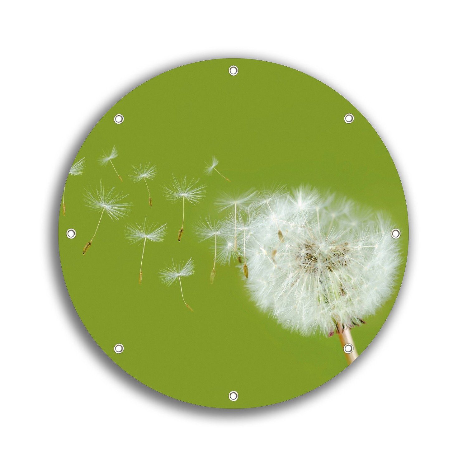 Wallario Sichtschutzzaunmatten Pusteblume Auf Der Wiese Mit Fliegenden