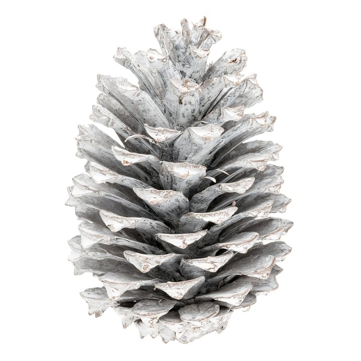 Nadeco Bastelnaturmaterial Pinus Maritima Weiß Größe 10 14cm 12 Stück
