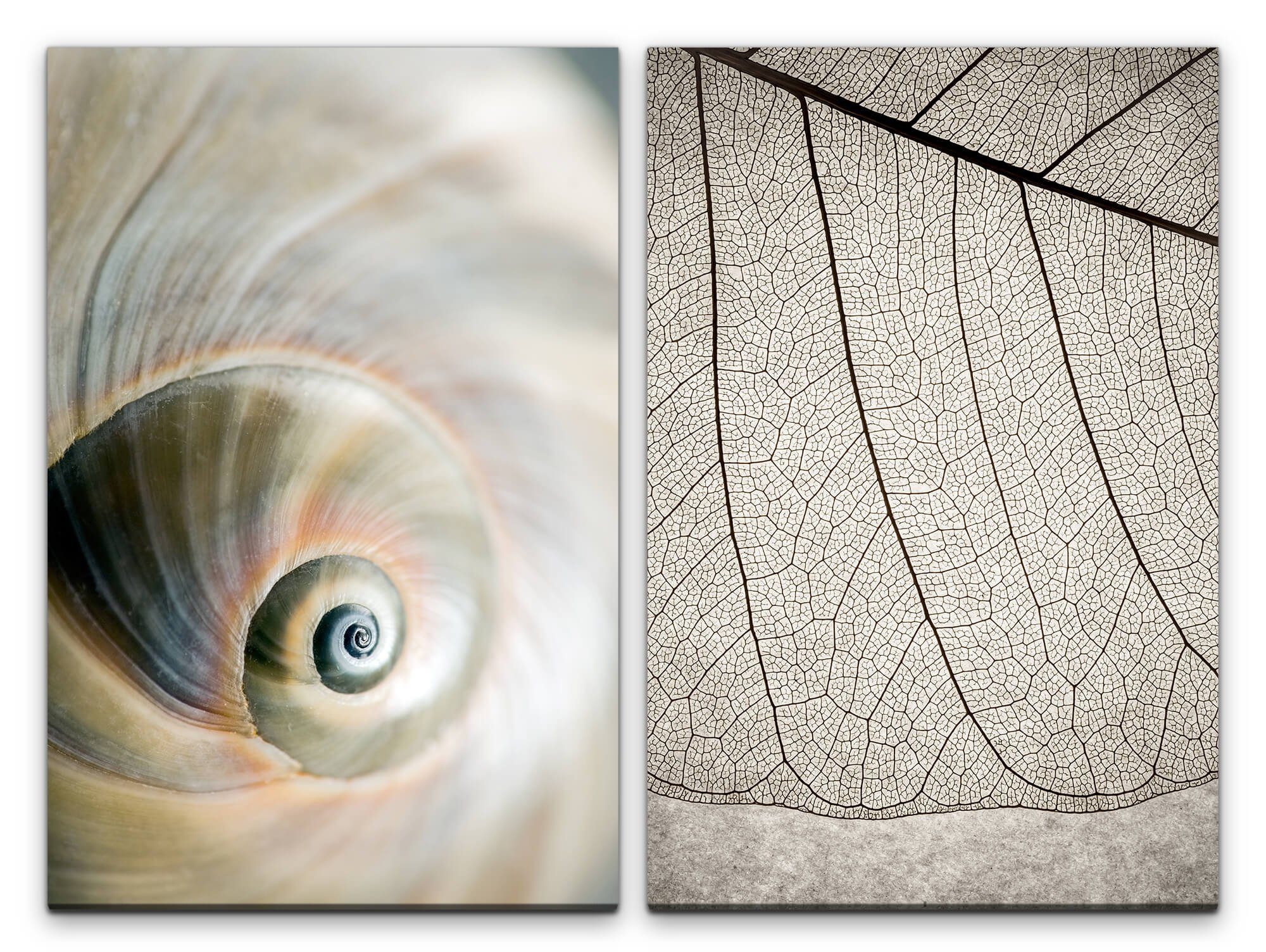 Sinus Art Leinwandbild 2 Bilder Je 60x90cm Schneckenhaus Blattadern