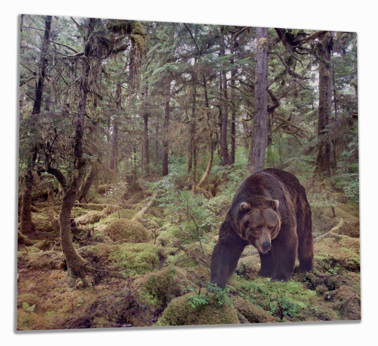 Wallario Herd Abdeckplatte Gefährlicher Grizzlybär Im Wald Esg