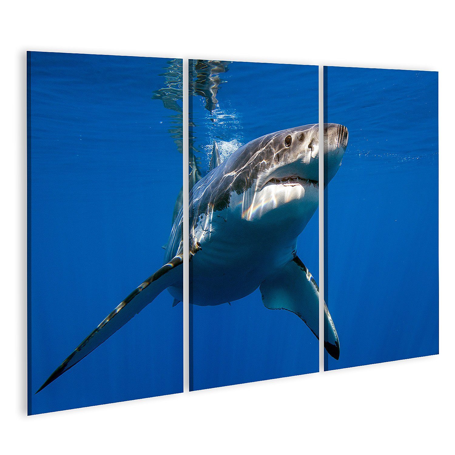 islandburner Leinwandbild Bild auf Leinwand Weißer Hai Während Kommen Um Dich Auf Tiefen Blauen