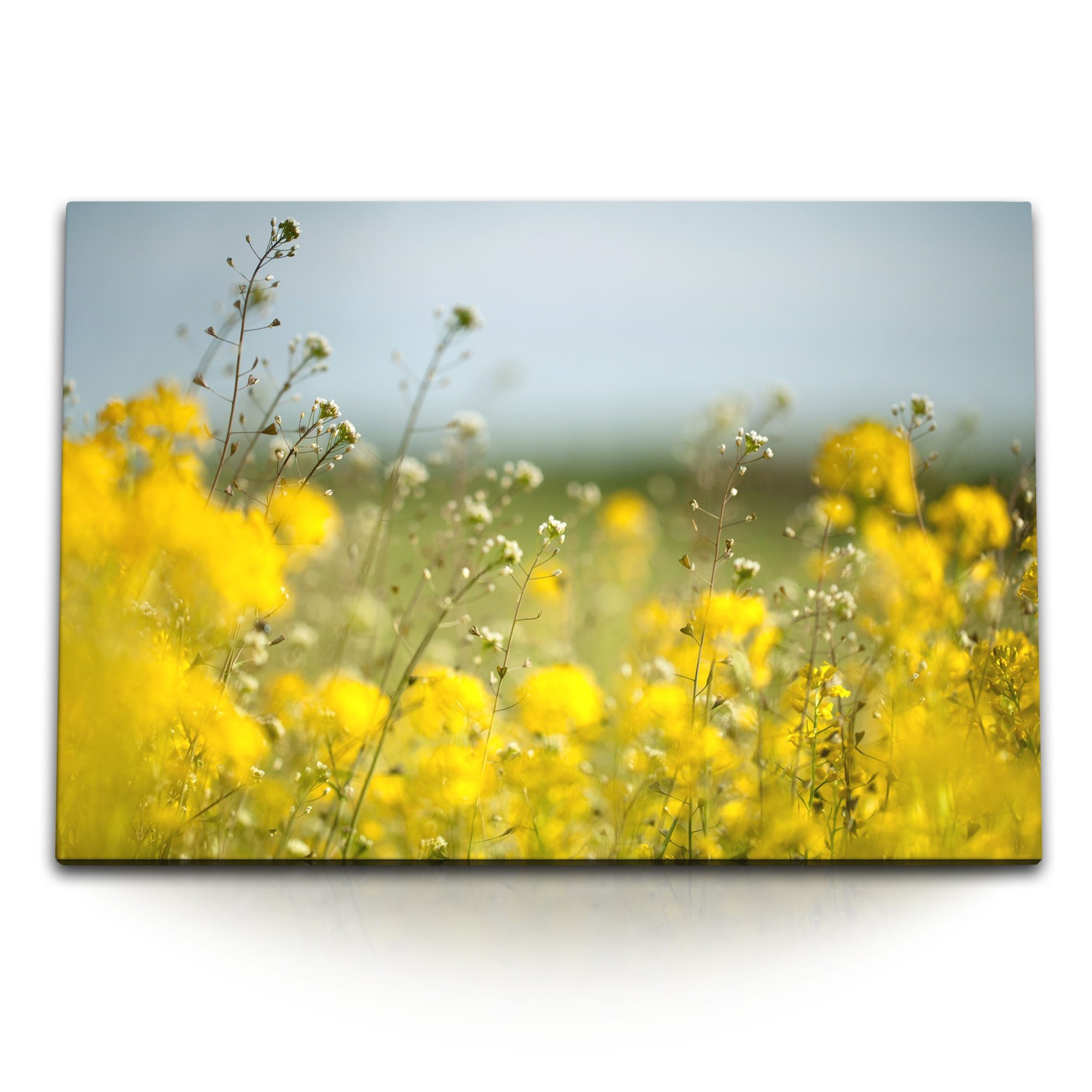 Sinus Art Leinwandbild 120x80cm Wandbild Auf Leinwand Rapsfeld Gelb