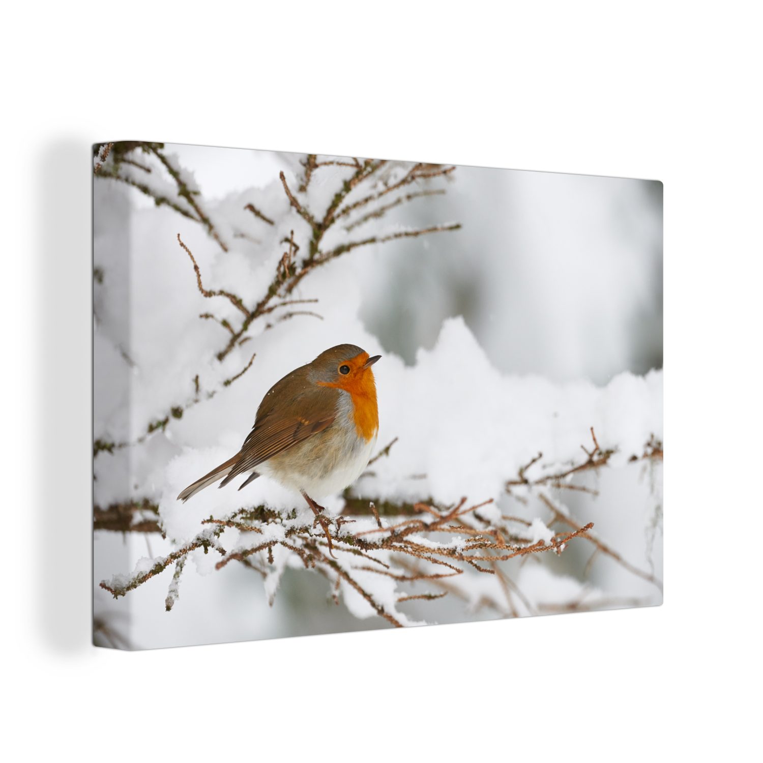 Onemillioncanvasses® Leinwandbild Rotkehlchen Schnee Äste 1 St