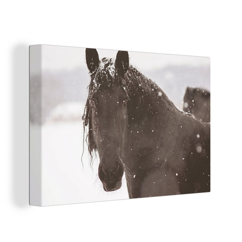 Onemillioncanvasses® Leinwandbild Friesisches Pferd Im Schnee 1 St