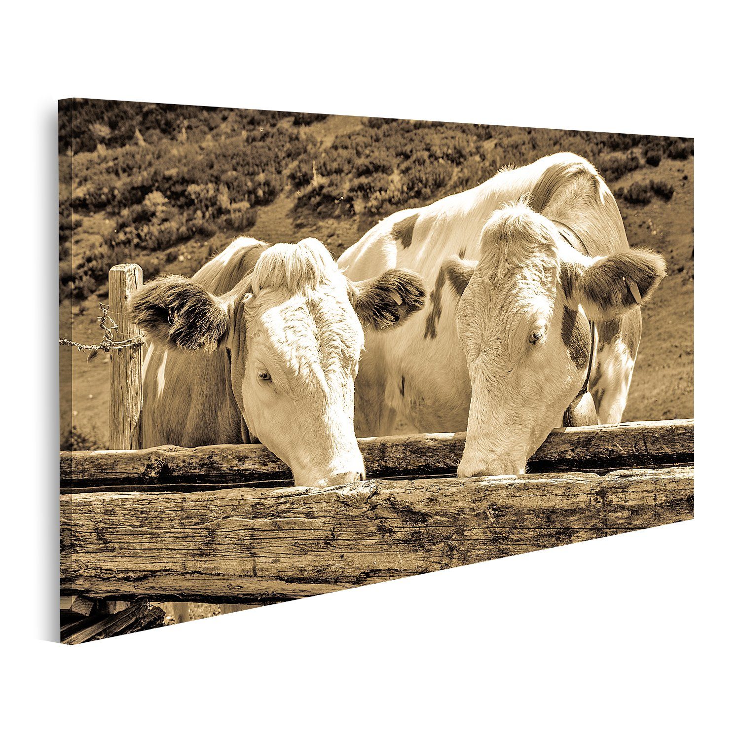 islandburner Leinwandbild Bild auf Leinwand Kühe in den europäischen Alpen Foto Wandbild Poster