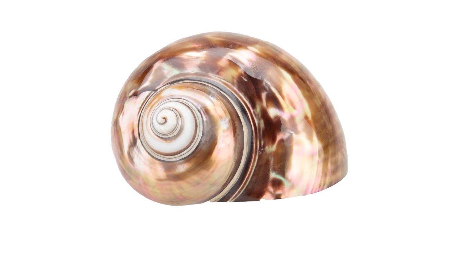 Nadeco Bastelnaturmaterial Turbo Burgos Kupfer Größe Ca 7cm