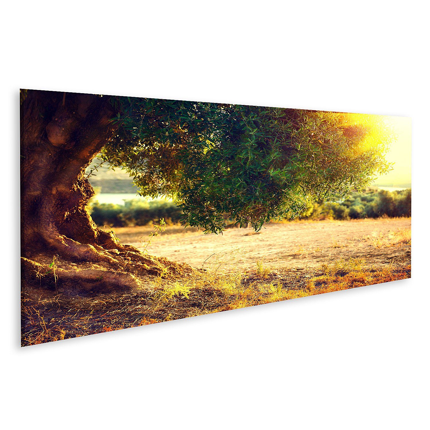 islandburner Leinwandbild Bild auf Leinwand Olivenbäume Am Sonnenuntergang Mediterranen Wandbild