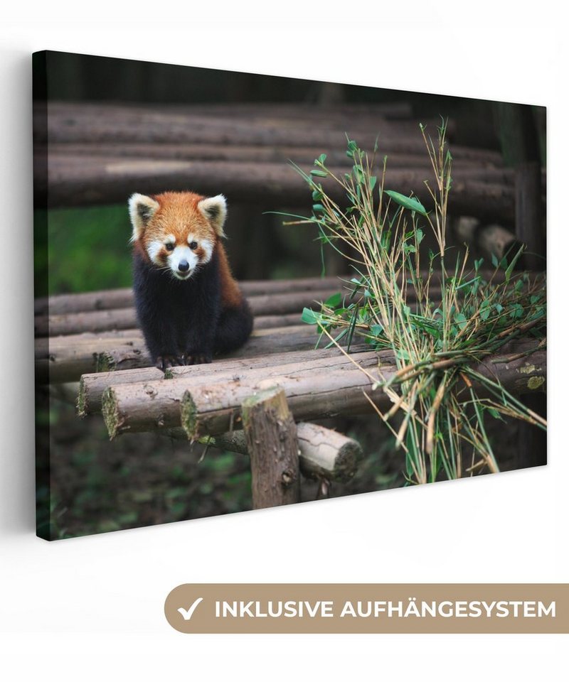 Onemillioncanvasses® Leinwandbild Roter Panda Bambus Baumstämme 1