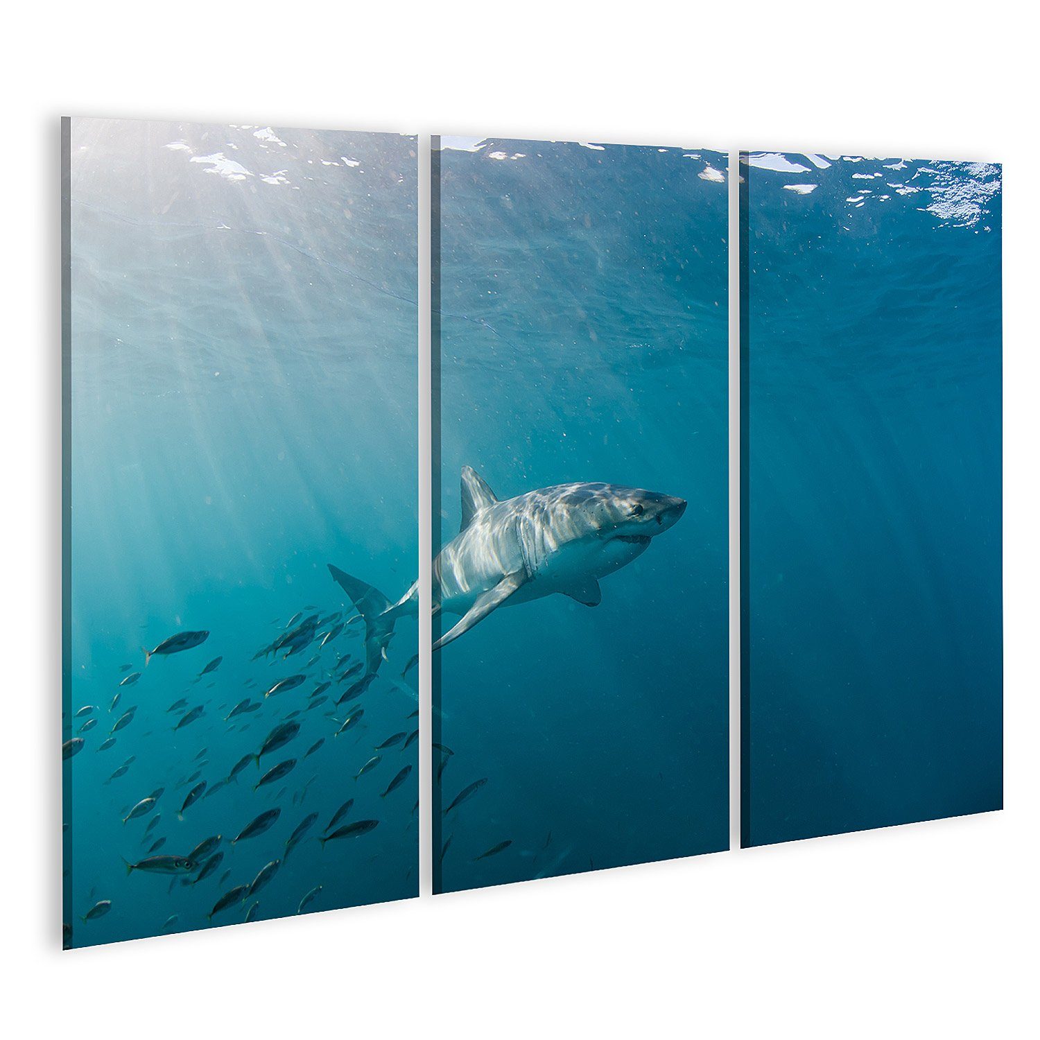 islandburner Leinwandbild Bild auf Leinwand Großer weißer Hai und Fischschwarm Wandbild Poster K