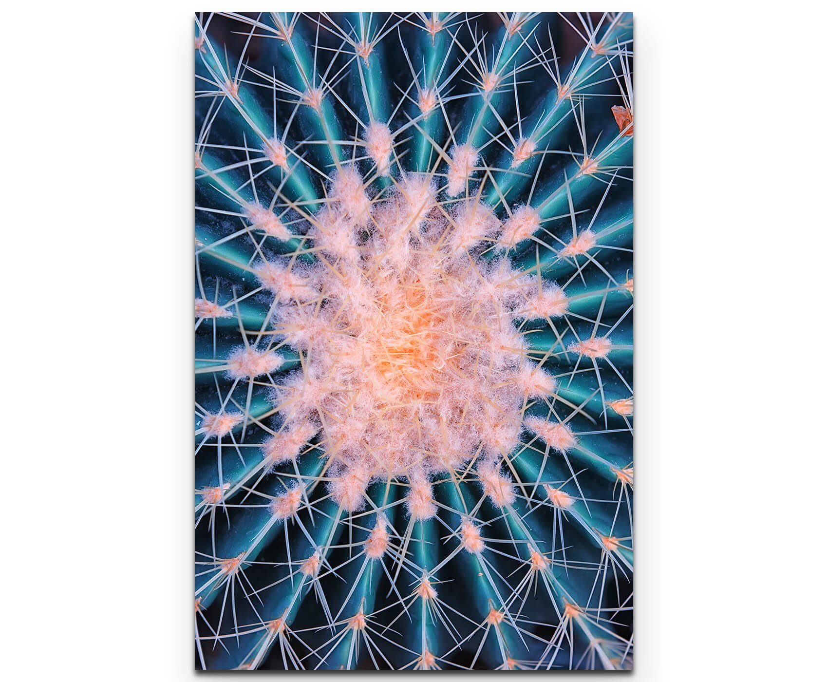 Sinus Art Leinwandbild Makrofotografie Blühender Kaktus Leinwandbild