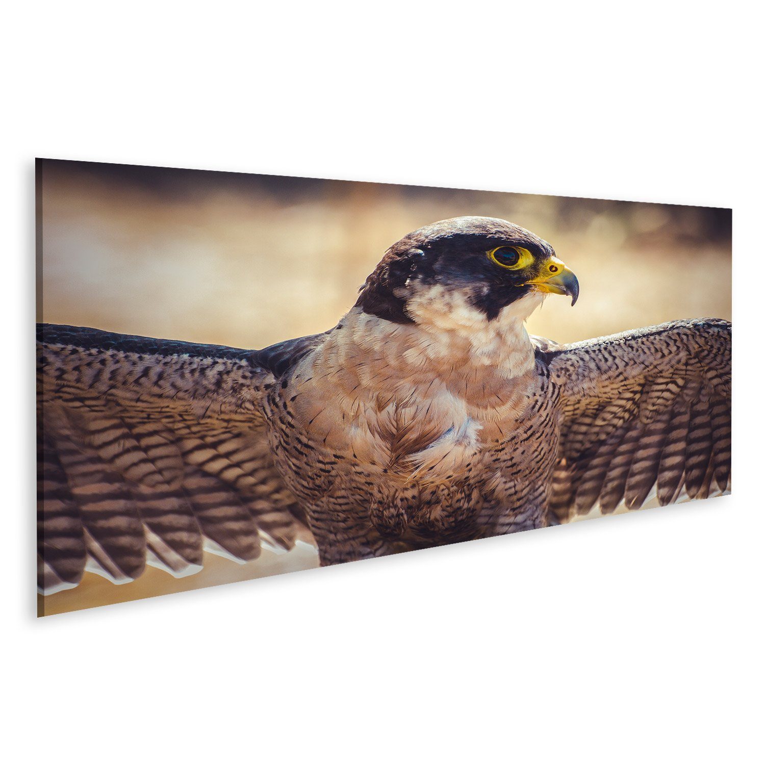 islandburner Leinwandbild »Bild auf Leinwand Wanderfalke Mit Offenen Flügeln ...