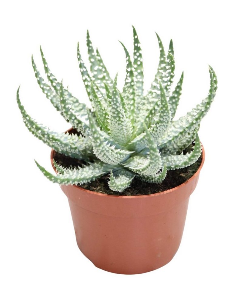Meinvipshop Dekoobjekt Aloe Zimmerpflanze 2er Set Set 2 St 2er Set
