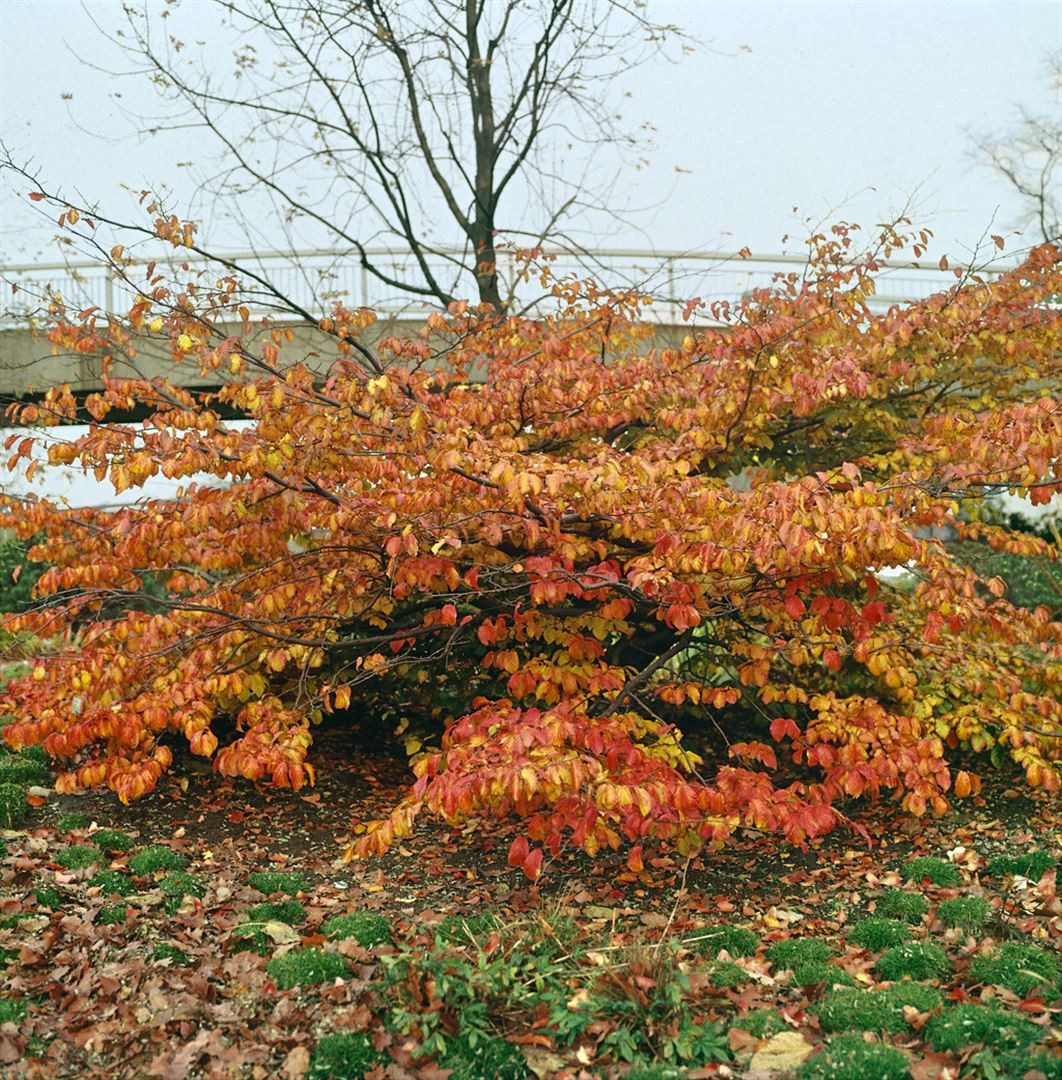 Pflanzen für Dich Baum Parrotia persica, 1 St., Eisenholzbaum ...