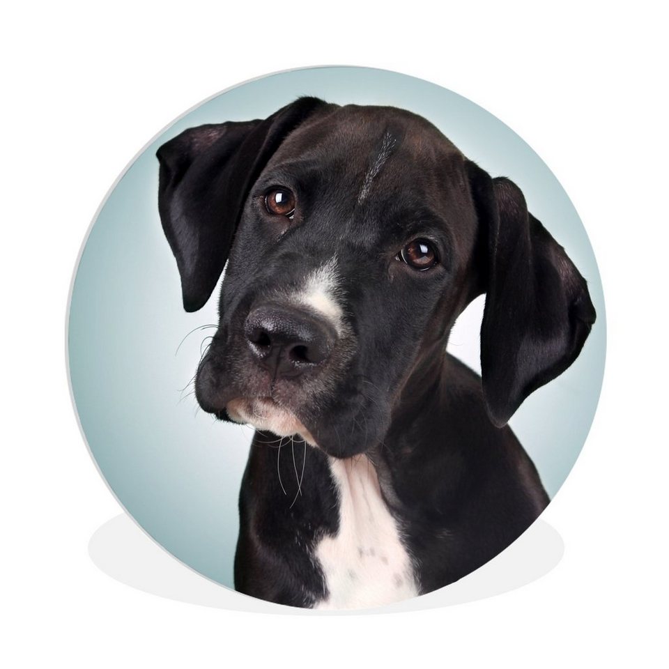Muchowow Gemälde Süßer Schwarzer Und Weißer Hund 1 St Kreis