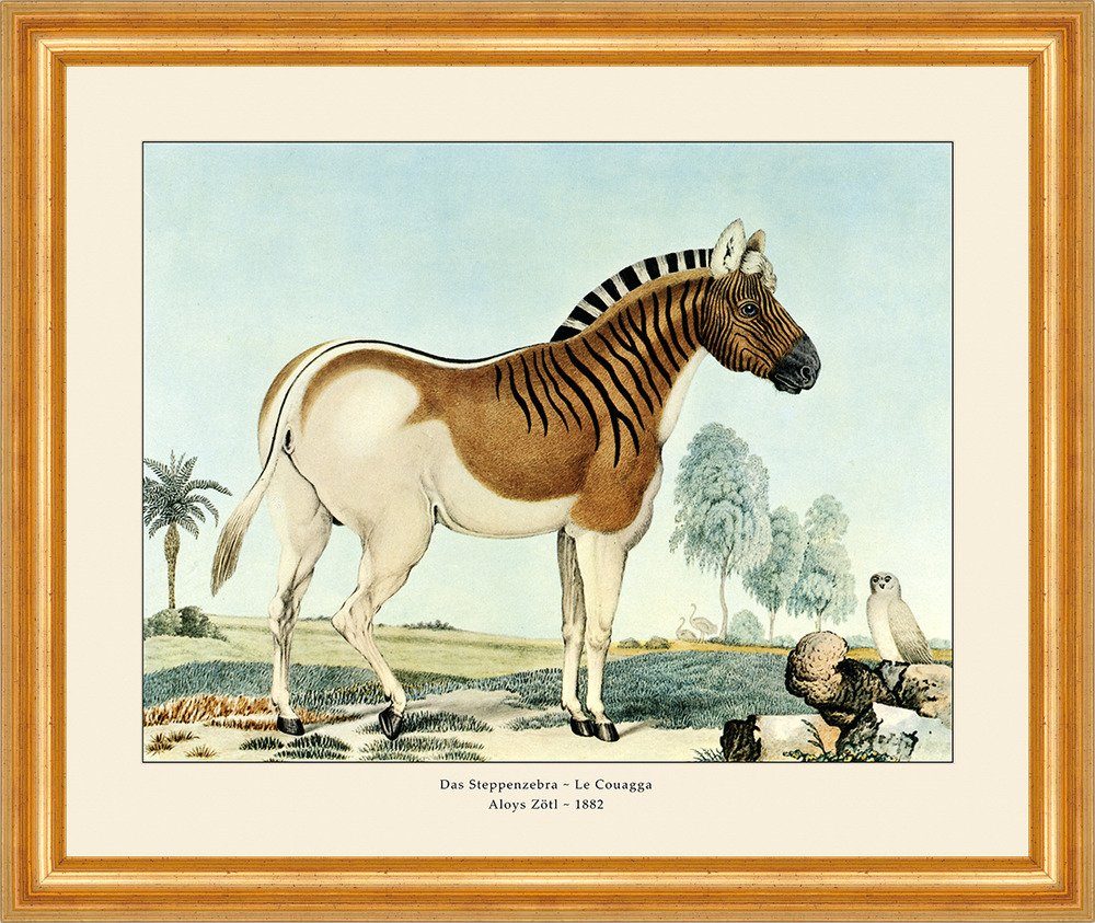 Kunstdruck Steppenzebra Pferdezebra Equus quagga Afrika Savanne Pferde Zötl A3 37, (1 St)