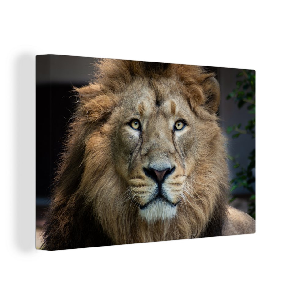 Onemillioncanvasses® Leinwandbild Löwen Farbe Porträt 1 St