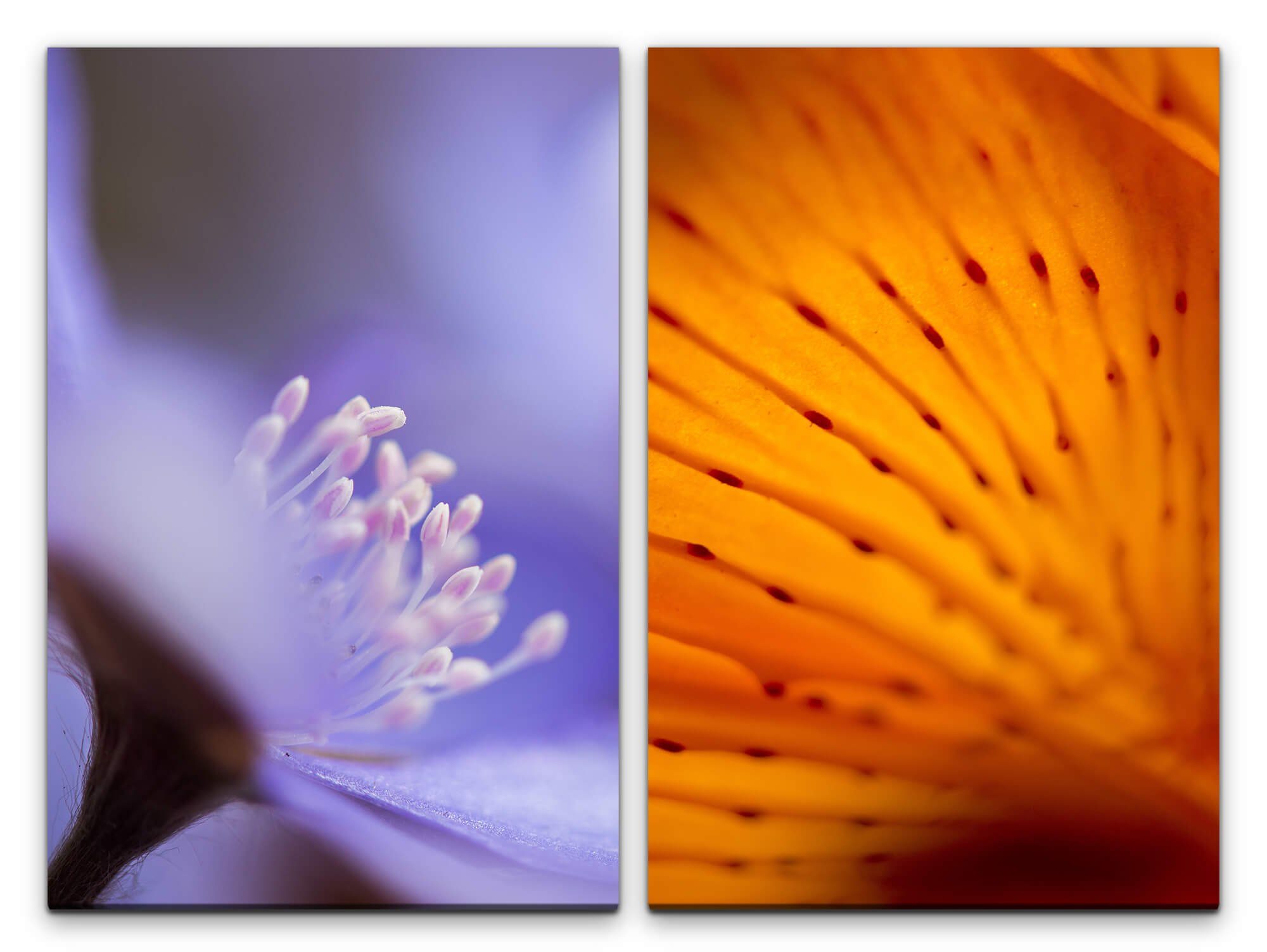 Sinus Art Leinwandbild 2 Bilder Je 60x90cm Blumen Blüten Orange Warm