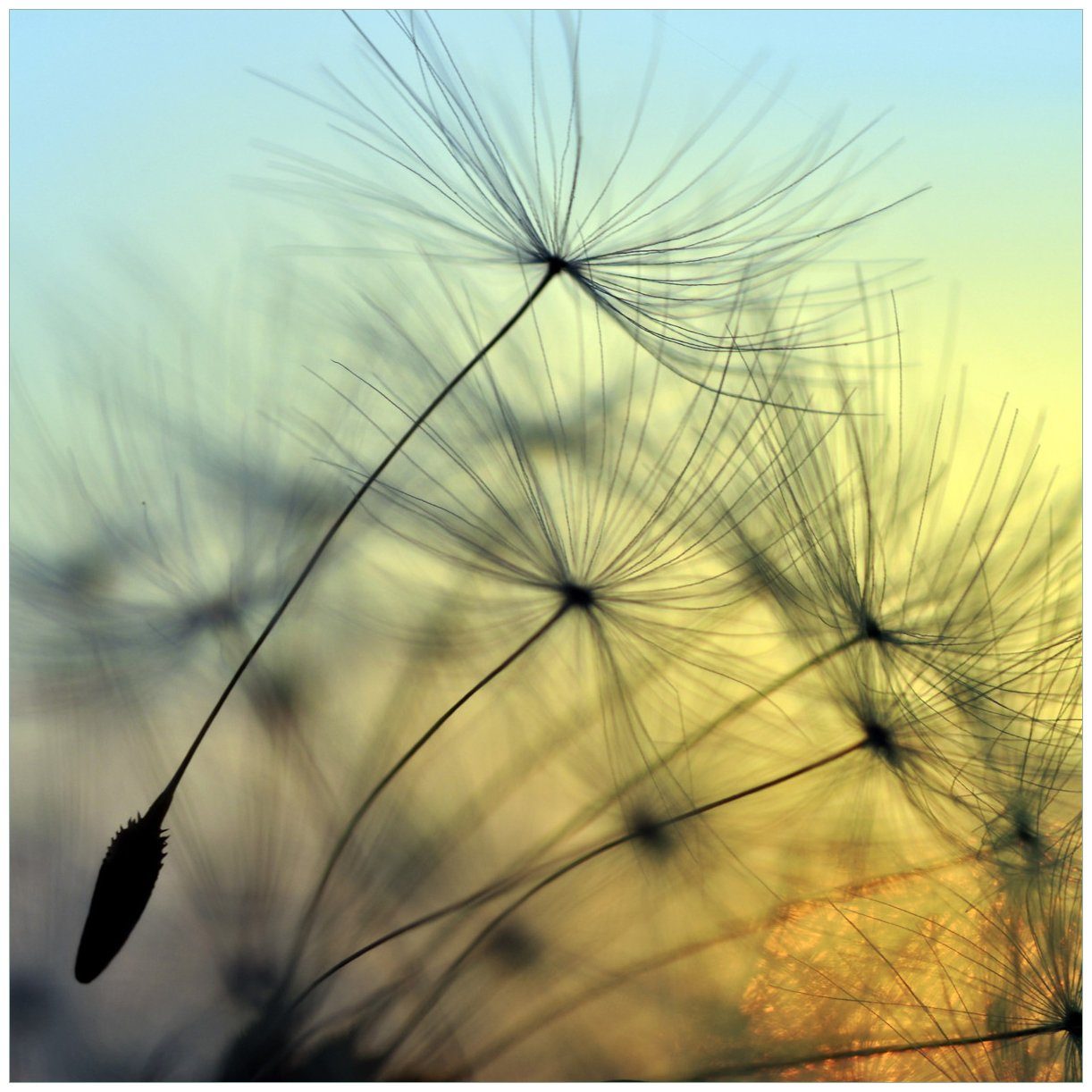 Pusteblume Acrylbilder online kaufen | OTTO