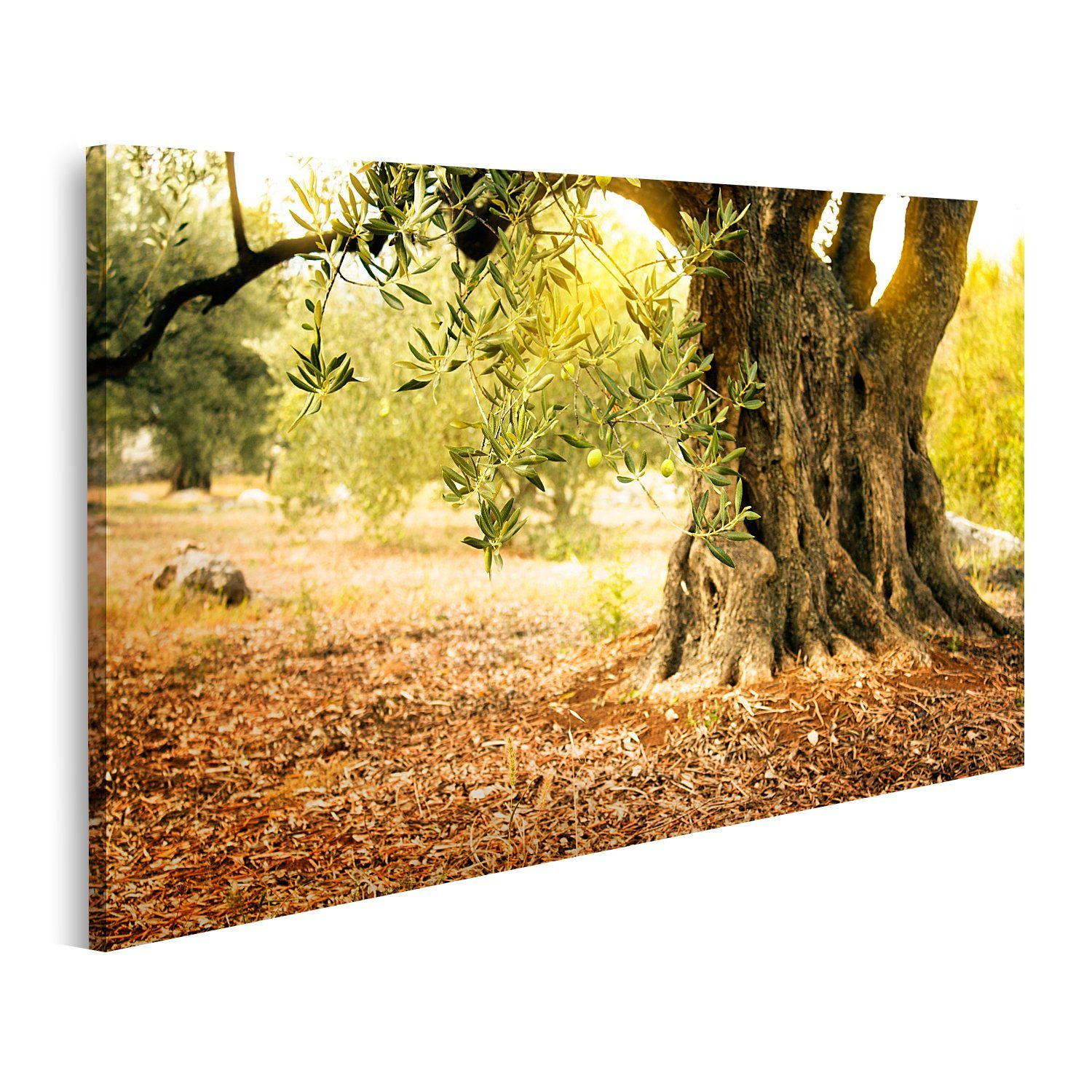 islandburner Leinwandbild »Bild auf Leinwand Alter Olivenbaum Wandbild Poster Kunstdruck Bilder«