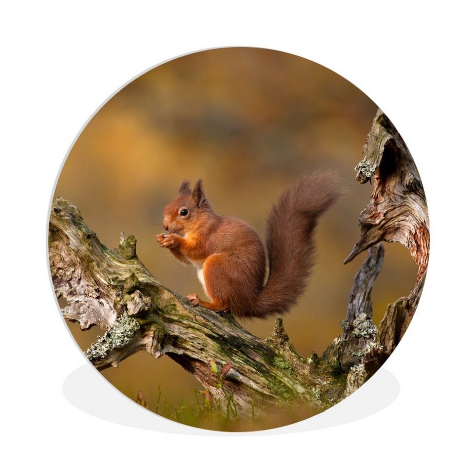Muchowow Gemälde Eichhörnchen Baumstamm Wald 1 St Kreis