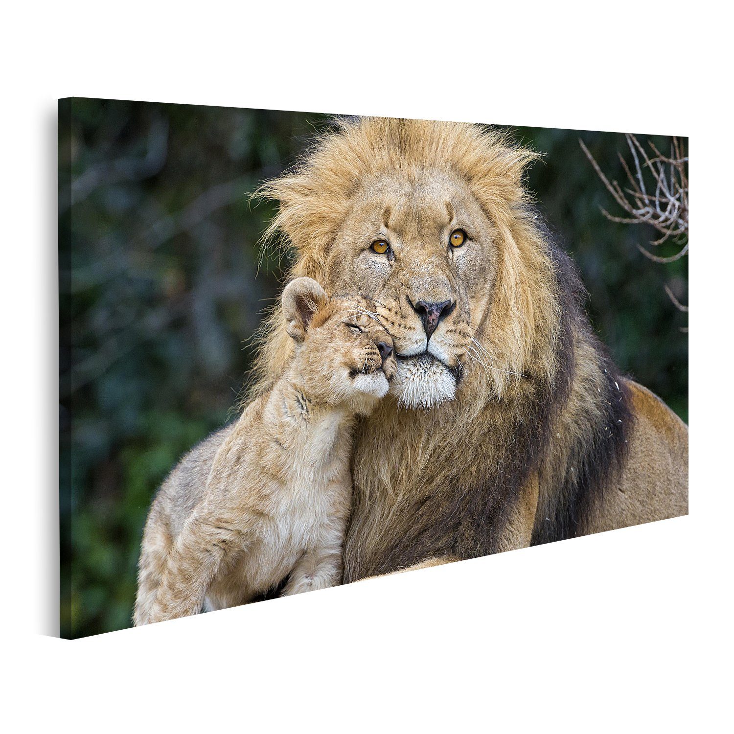 islandburner Leinwandbild Bild auf Leinwand Löwe Kuschelnd Wandbild Poster Kunstdruck Bilder ...