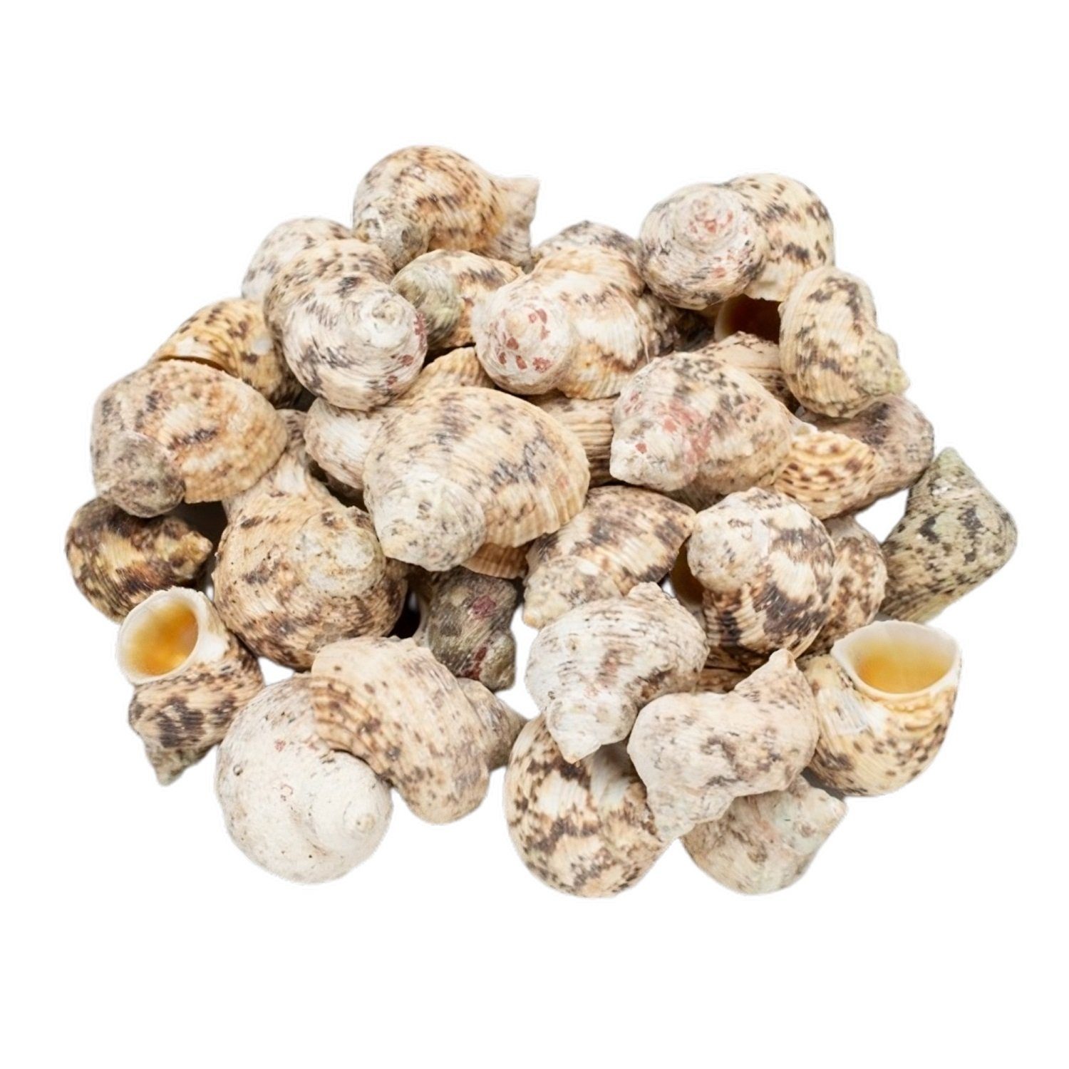 Nadeco Bastelnaturmaterial Turbo Chrysostomus Größe Ca 4 5cm 1kg