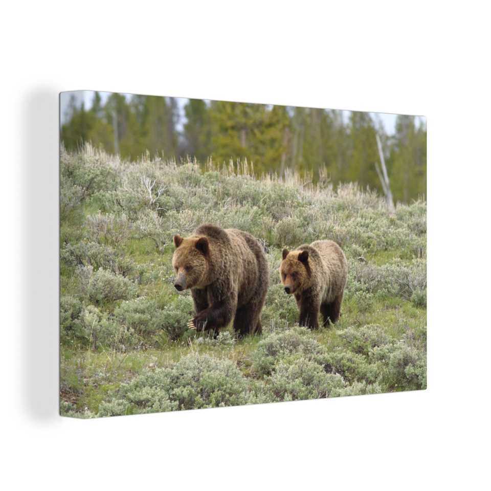 Onemillioncanvasses® Leinwandbild Yellowstone Bär Gras 1 St