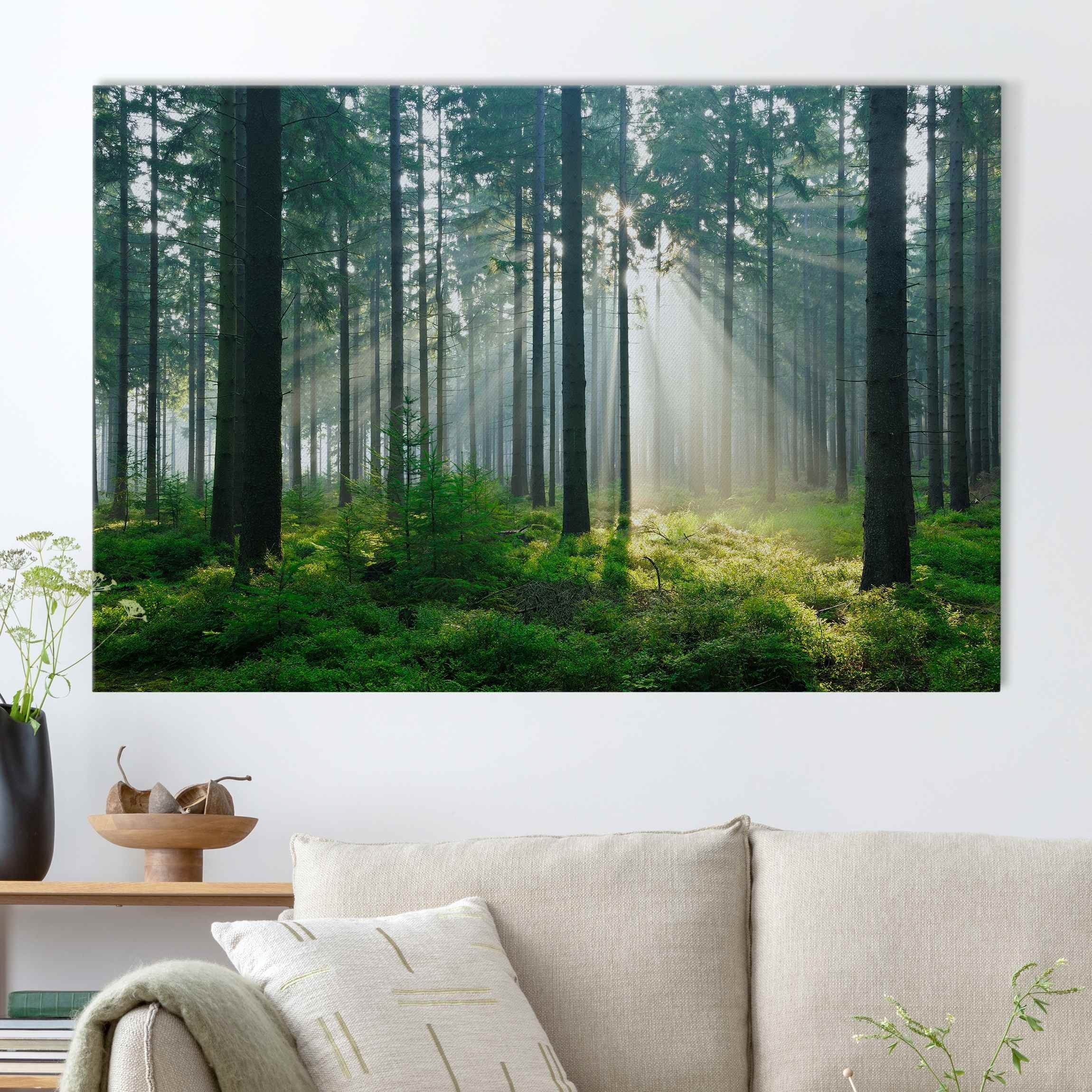 Bilderdepot24 Leinwandbild Akustikbild Wald Natur Landschaft Enlightened Forest Akustik Bilder ...