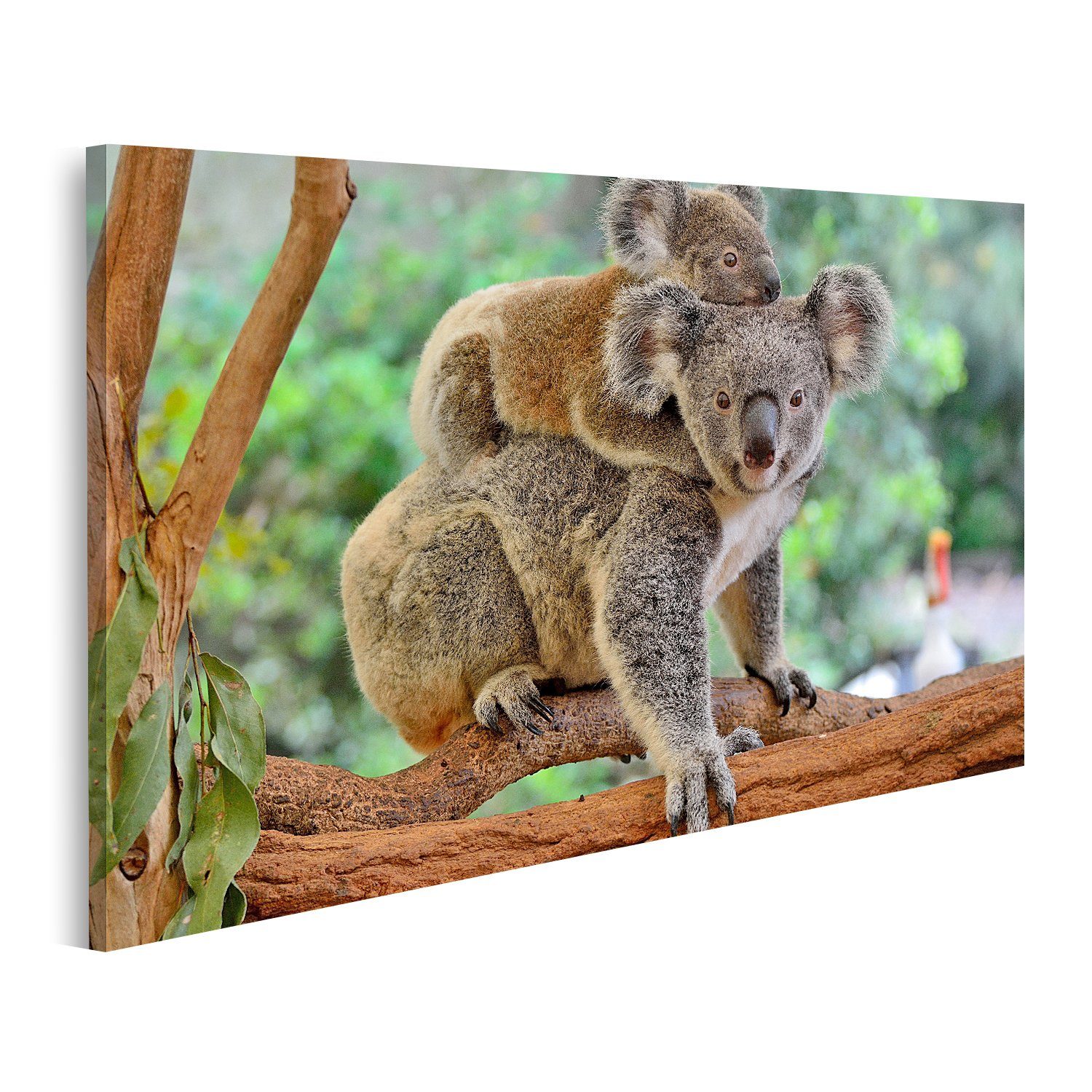islandburner Leinwandbild Bild auf Leinwand Koala Bär Baby Auf Rücken Mutter Eukalyptusbaum Wand