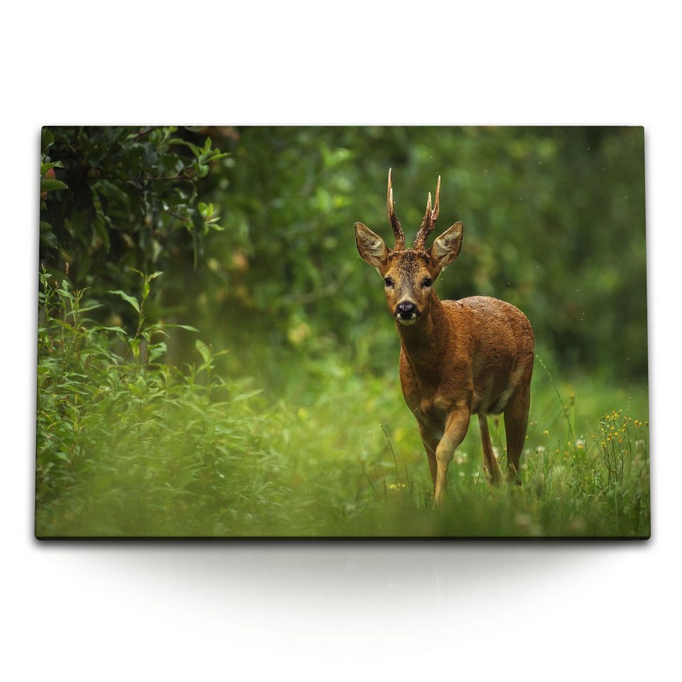 Sinus Art Leinwandbild 120x80cm Wandbild Auf Leinwand Junger Hirsch Im