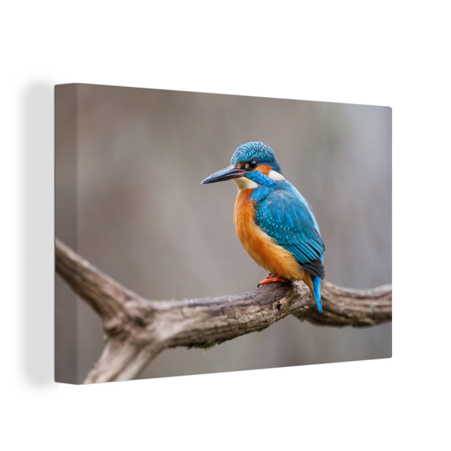Onemillioncanvasses® Leinwandbild Eisvogel Zweige Porträt 1 St