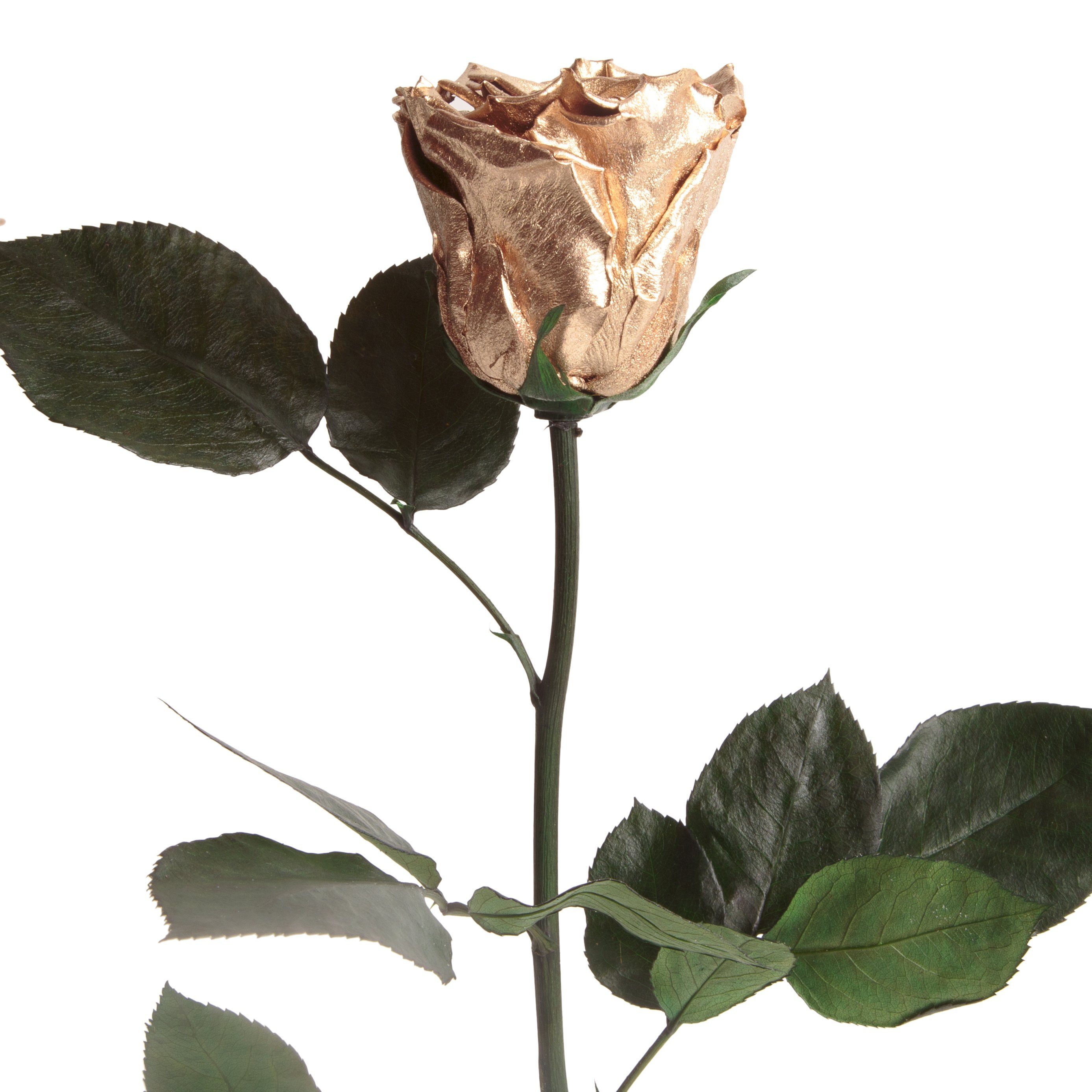 Kunstblume Ewige Rose konserviert mit Stiel echte haltbare Blume Rose ...