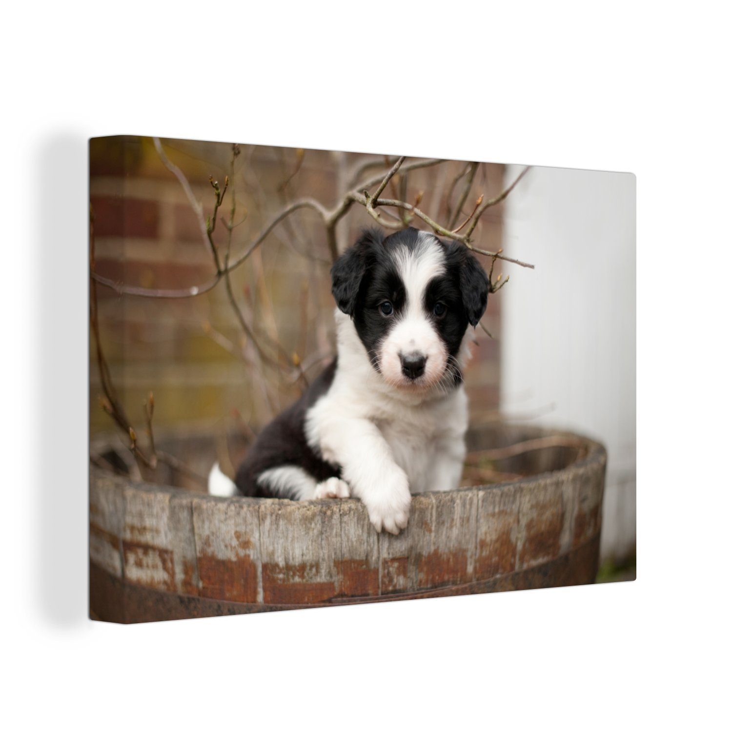 Onemillioncanvasses® Leinwandbild Border Collie Welpe Sitzt In Einem