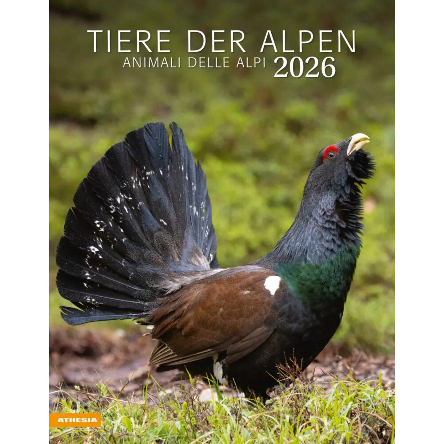Wandkalender Tiere der Alpen - Kalender 2026