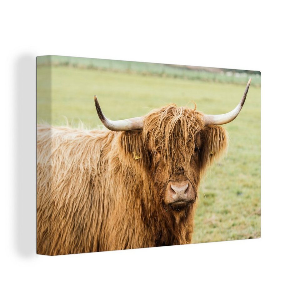 Onemillioncanvasses® Leinwandbild Schottischer Highlander Horn Gras