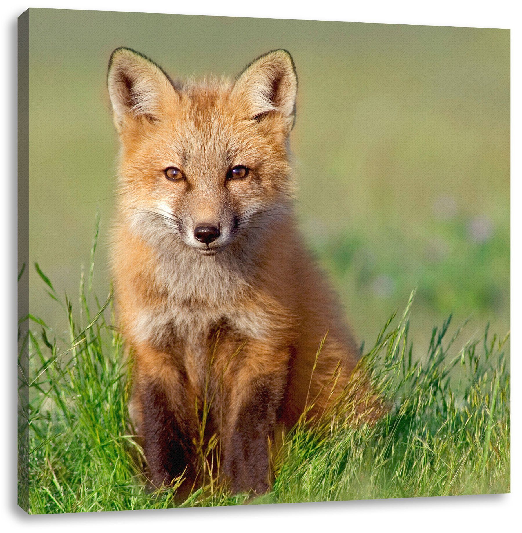Pixxprint Leinwandbild Kleiner Fuchs Kleiner Fuchs 1 St
