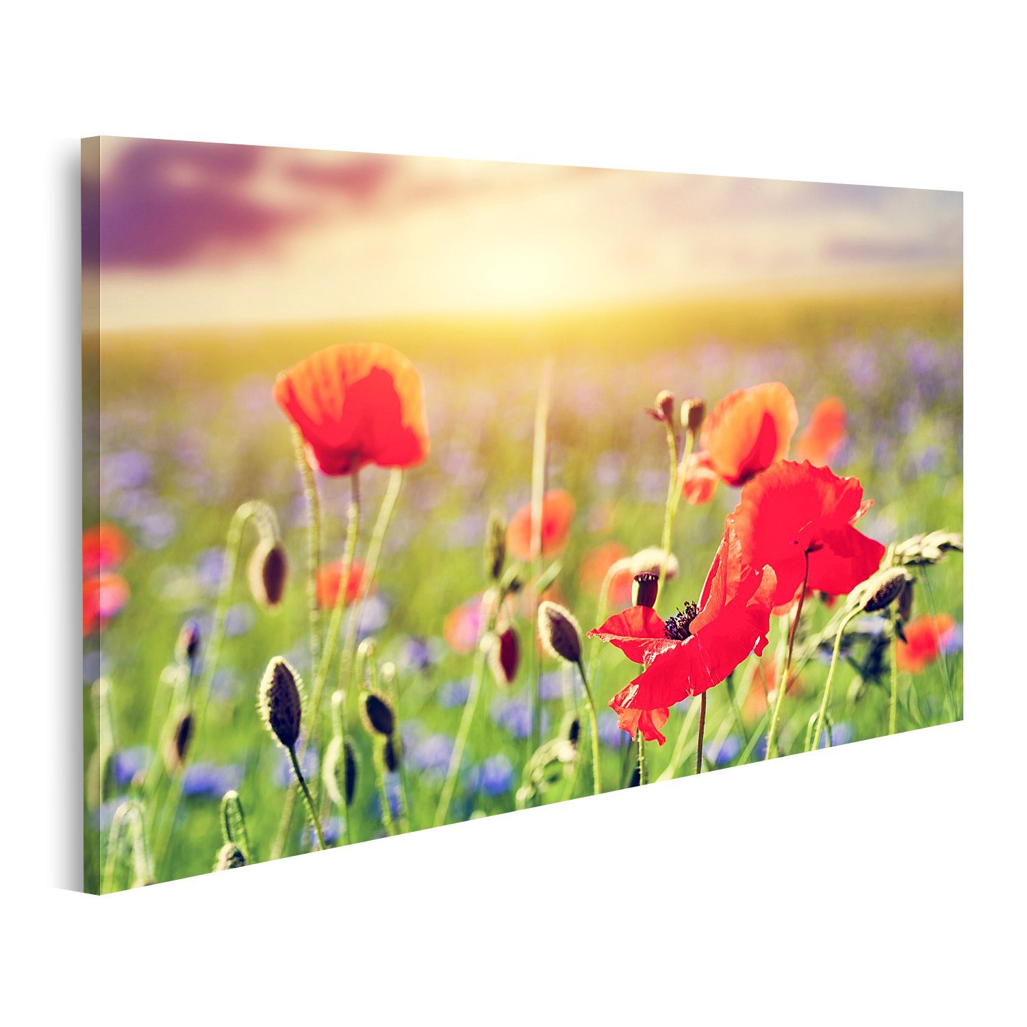 islandburner Leinwandbild Bild auf Leinwand Mohnfeld Mohnblumen Blumen Nahaufnahme Sommerlandsch
