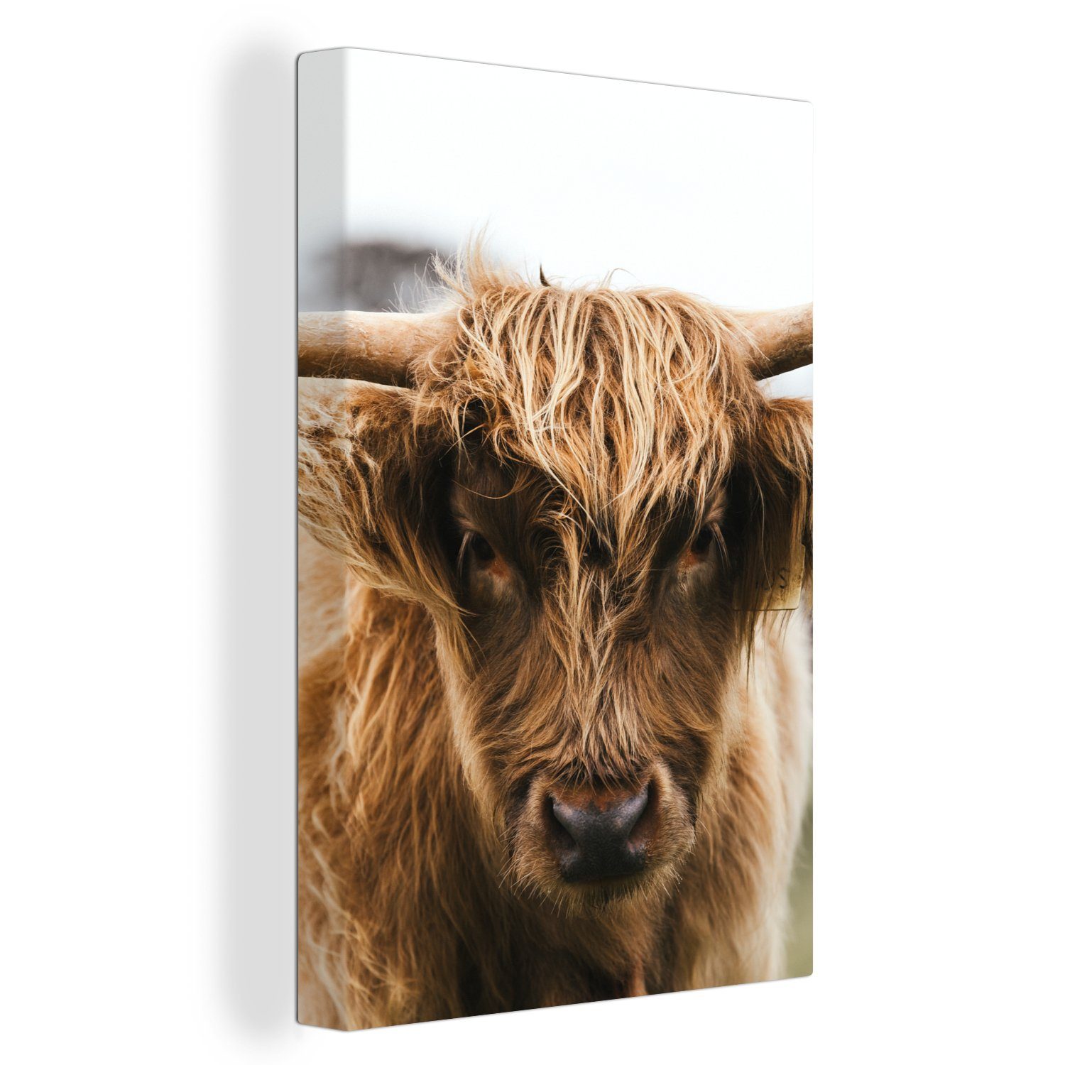 Onemillioncanvasses® Leinwandbild Schottisches Hochlandrind Kuh