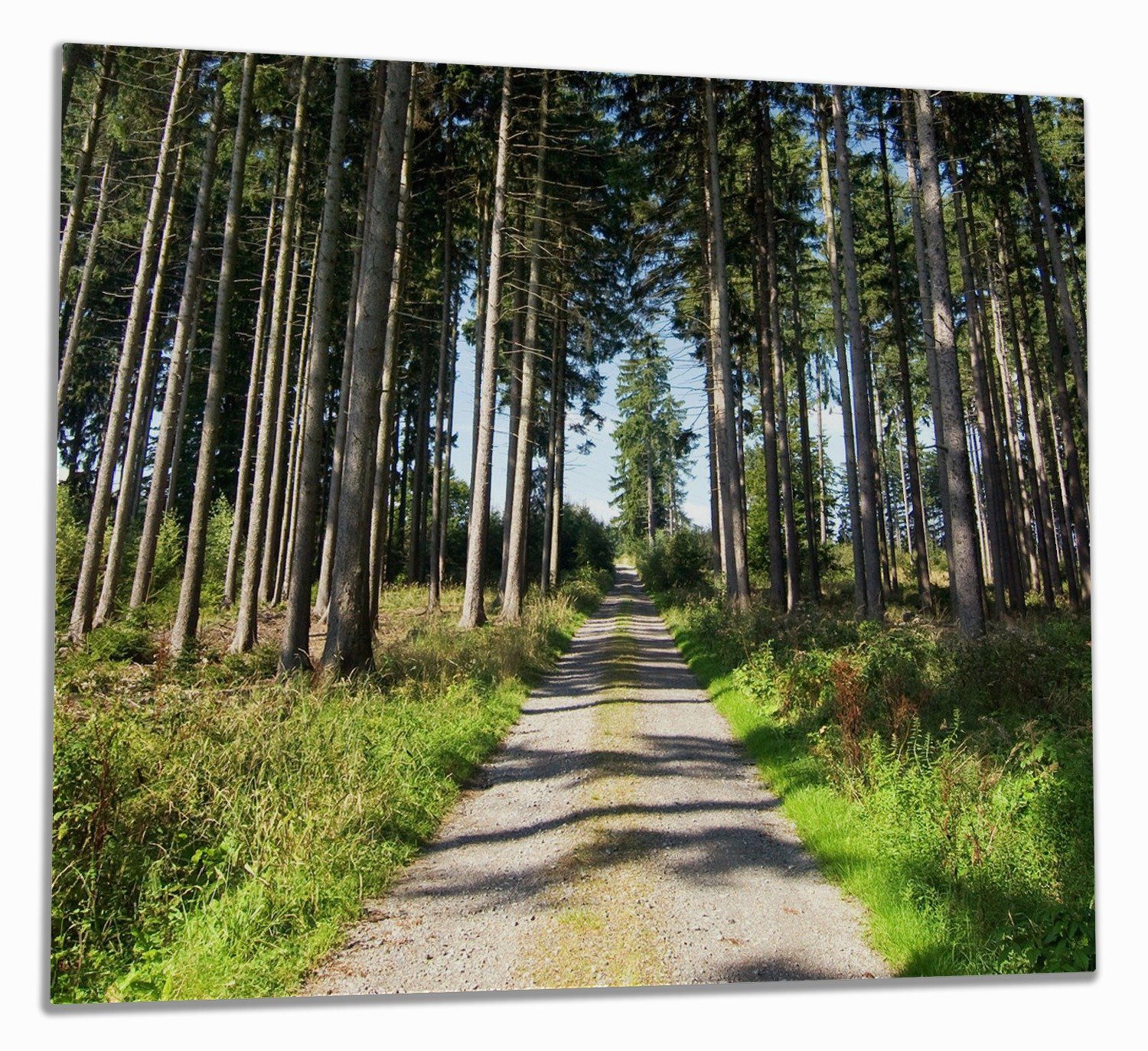 Wallario Herd Abdeckplatte Stiller Waldweg Esg Sicherheitsglas