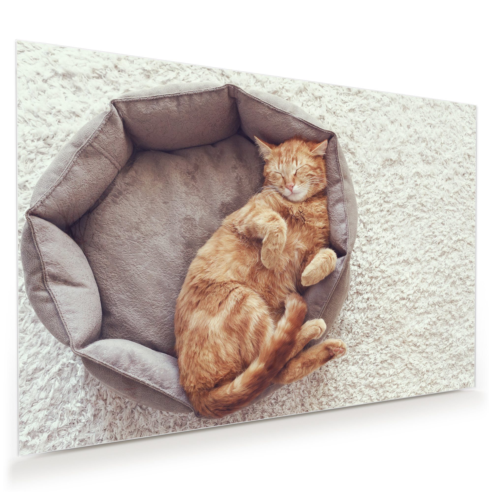 Primedeco Glasbild Wandbild Katze Im Korb Mit Aufhängung Tiere